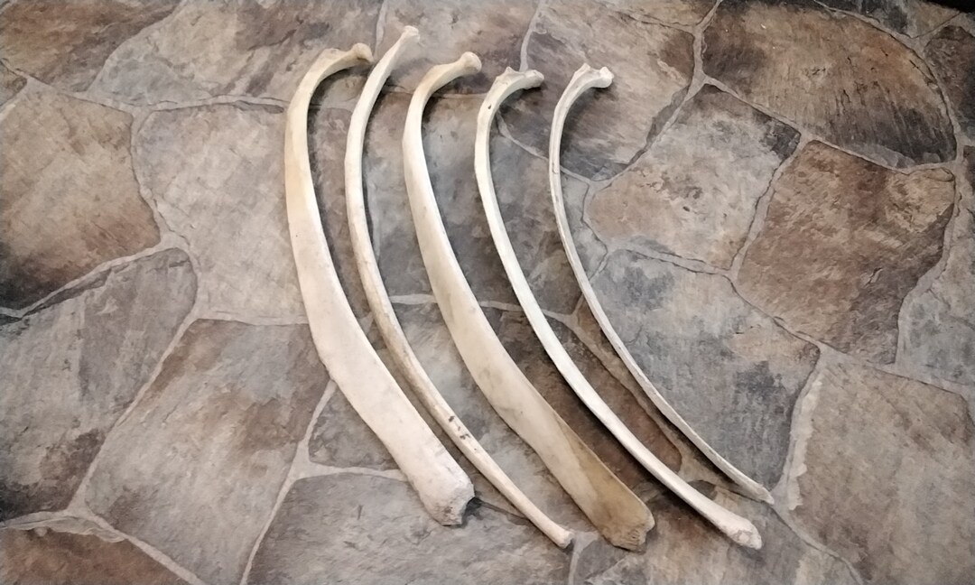 Huge Bison Buffalo Rib Bone for 1 Farm Raised in Mn. USA - Etsy