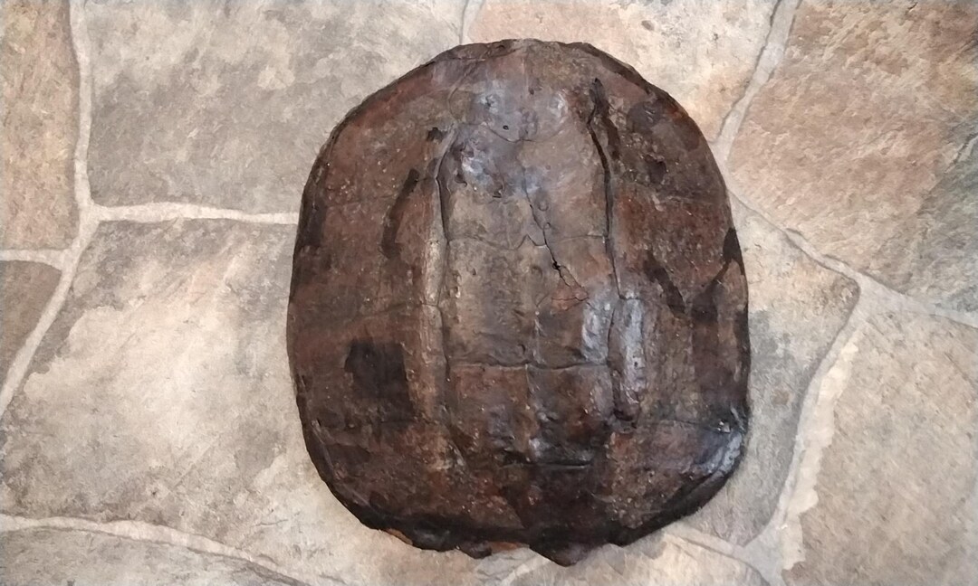 Turtle Shell Common Snapping Turtle Shell From Mn USA 10 1/4 X 10 Lot2 ...