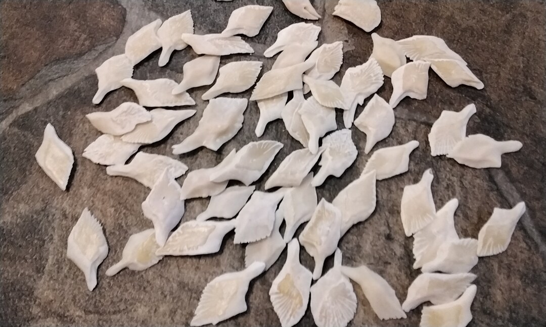 Alligator Gar Fish Scales for 6 XLG Size From USA 1 1/4 1 3/8 - Etsy