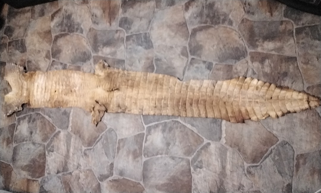 Alligator Hide Natural Tanned Belly Cut From Fla. USA Lot 6' 3 Long X 9 ...