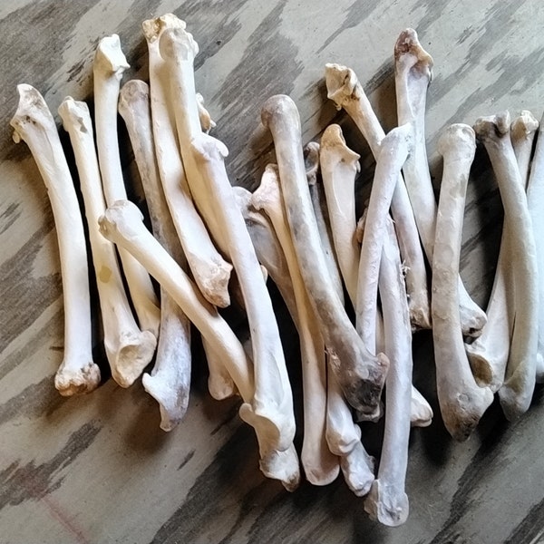 Turkey Bones - Etsy