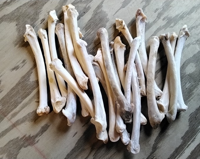 Turkey Wing Bones Includes HUMERUS, ULNA, RADIUS Wing Bone Bird Call ...