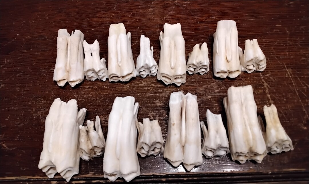 Bison Buffalo Molat Tooth for 2 You Get 1 Jumbo and 1 Lg Bison Molar ...