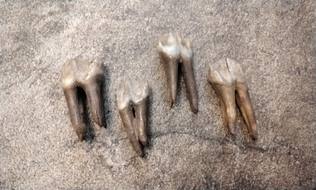 Fossil Pig Tooth for 4 Side Molar Teeth From Fla. - Etsy
