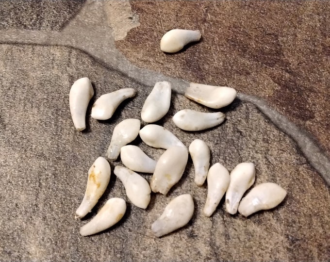 Deer Tooth for 1 Red Deer Tooth Lotmed RDT - Etsy