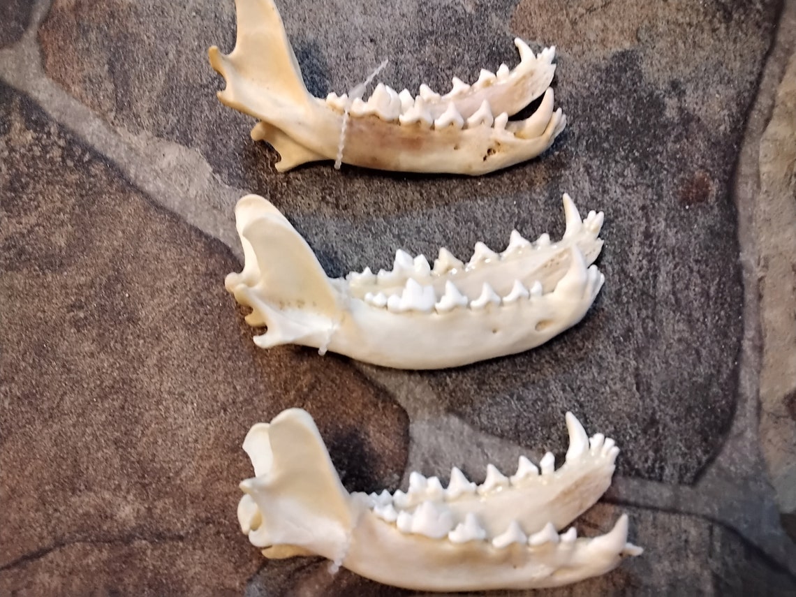 Fox Jaw Bone For 1 Pair From USA | Etsy
