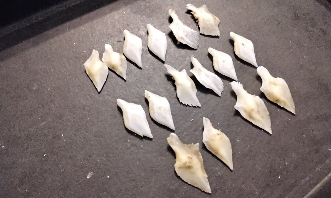 Alligator Gar Fish Scales for 2 From Fla. USA - Etsy