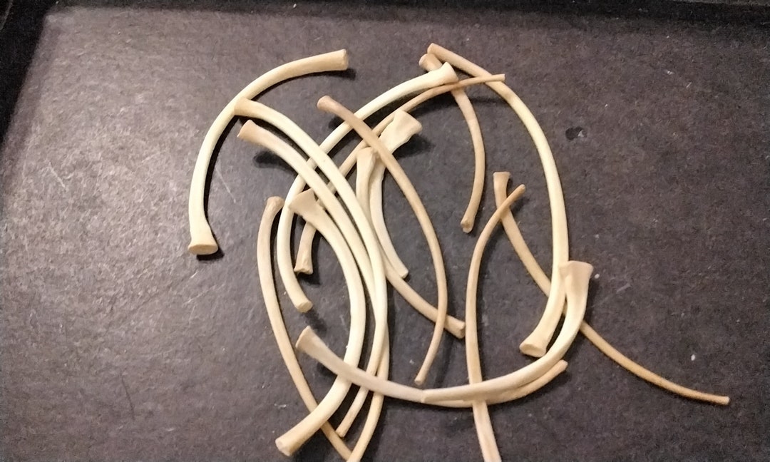Lizard Rib Bones for 3 Jumbo - Etsy