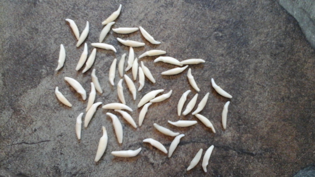 Mink Fang Teeth for 8 Fangs Lot1 - Etsy