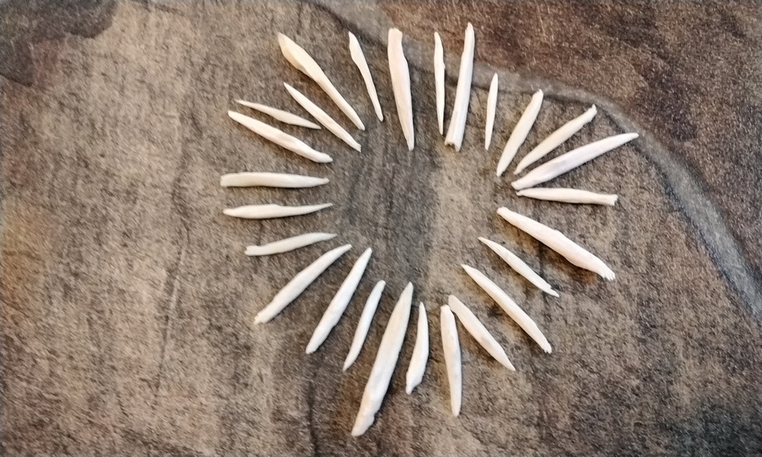 Alligator Fish Bone Spikes for 13 From USA 3/4 1 1/4 - Etsy