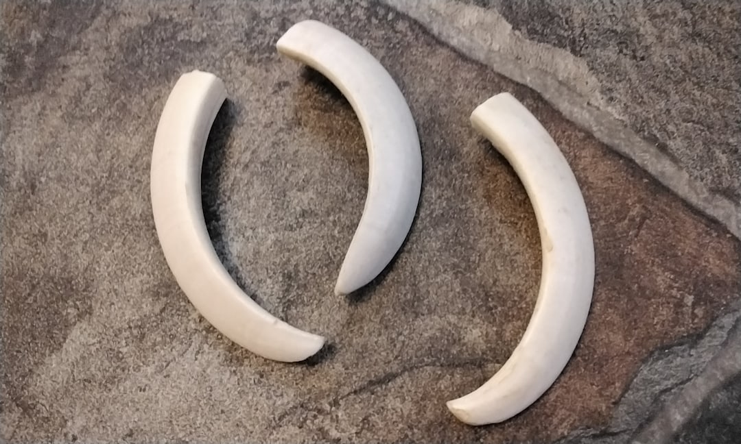 Hog Tooth for 1 Extra Large Lot 3 1/2 - Etsy