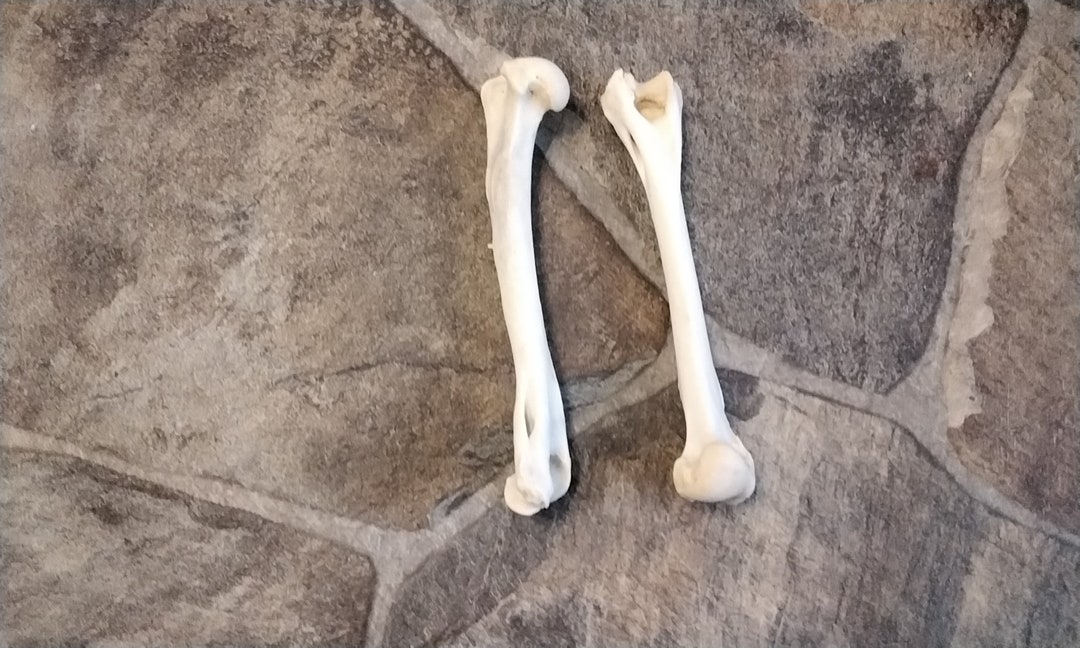 Bobcat Leg Bone for 1 Large Front Leg Bone From Fla USA - Etsy