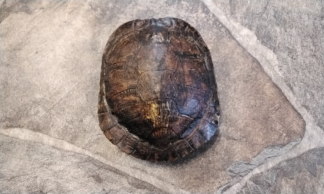 Turtle Shell Complete Red Ear Slider Turtle Shell Lot 5 X 4 1/4 - Etsy