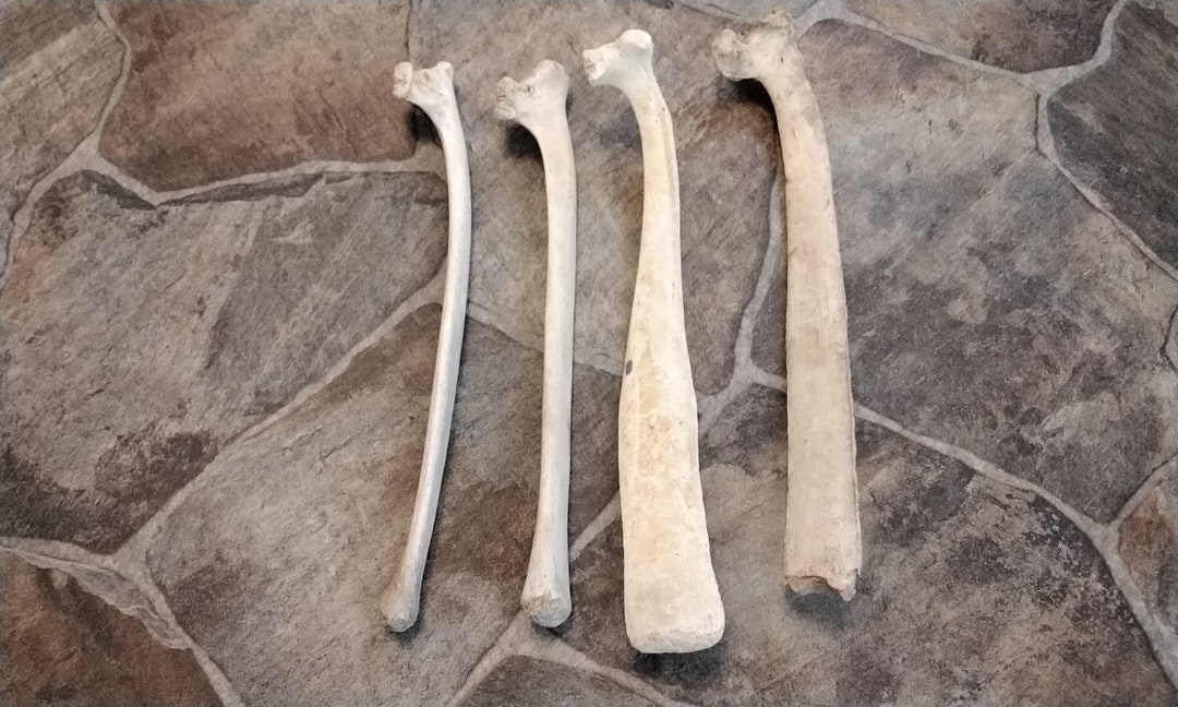 Elk Rib Bone for 1 Found While Waking in the Woods in Co. USA. - Etsy