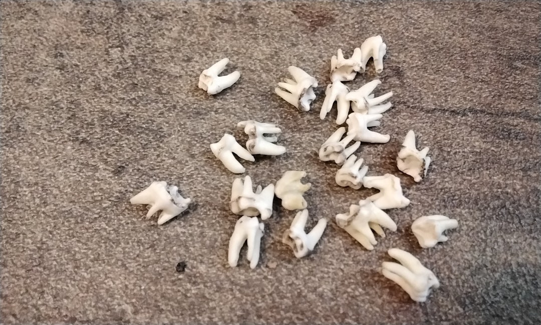 Mink Side Molar Tooth for 6 Mink 3 Root Side Molar Teeth Lot M3R - Etsy