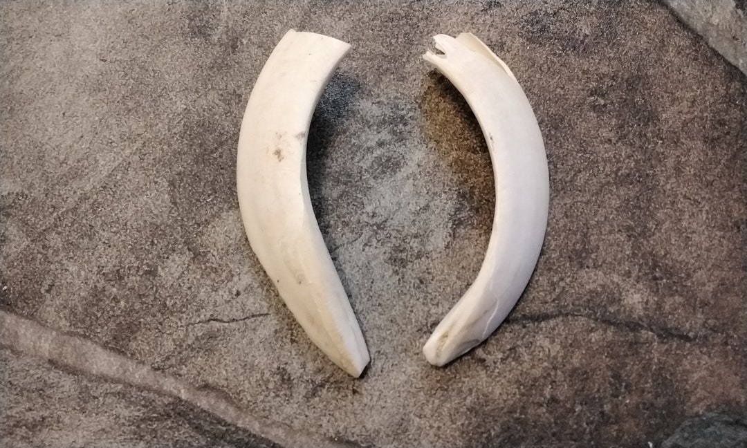 Hog Tooth for 1 Lot 3 1/4 CME - Etsy