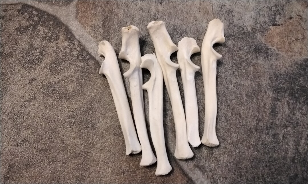 Raccoon Shoulder Leg Bone for 2 From Mn USA Lot Laughing Face - Etsy