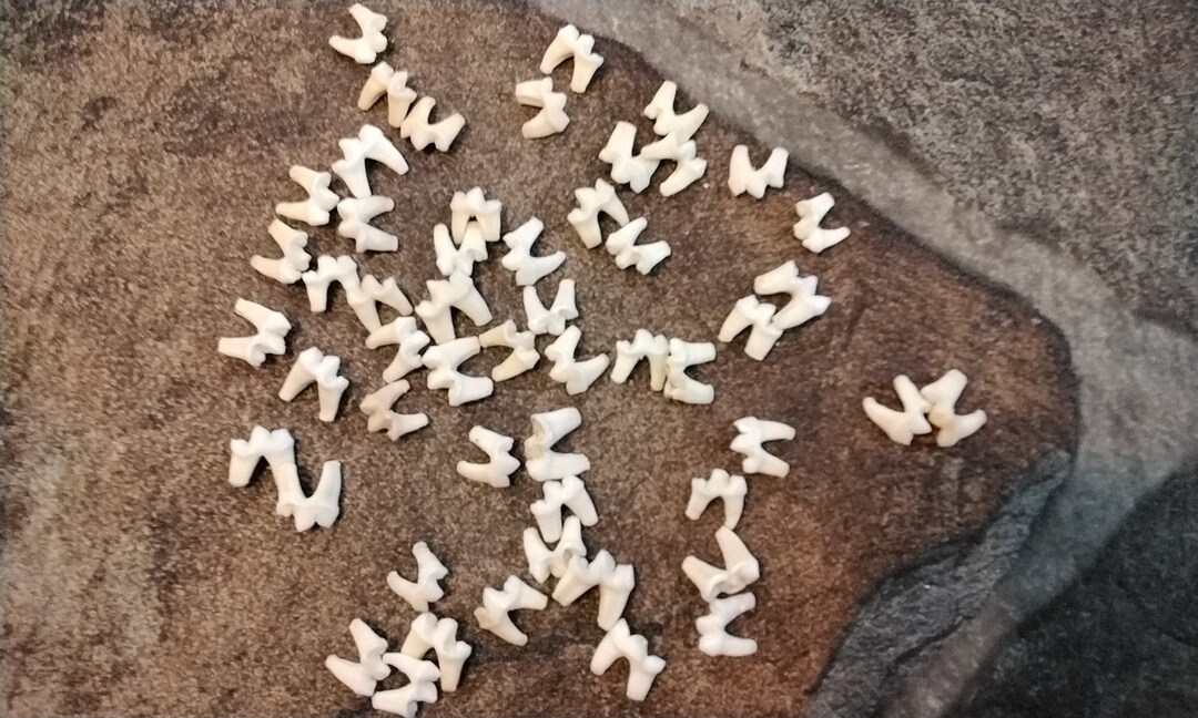 Mink Side Molar Tooth for 5 Mink Large Flat Molar Teeth Lot MLFM - Etsy