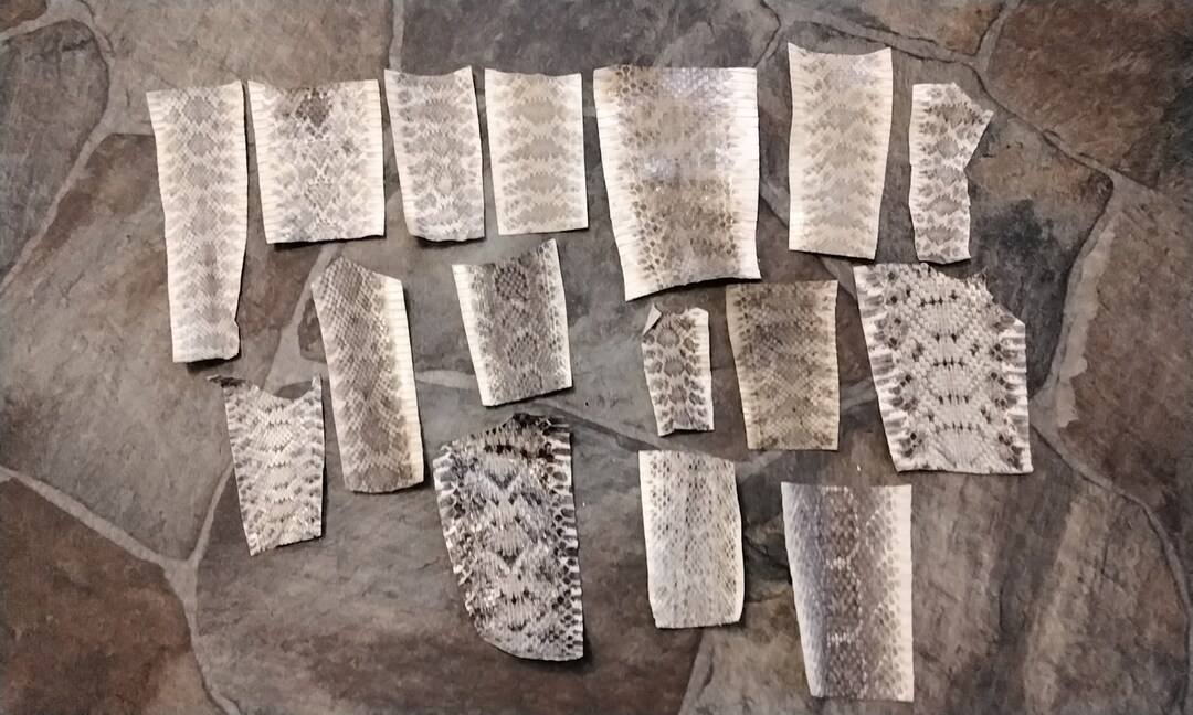 Diamondback Rattlesnake Skin Piece's for 8 Tanned Lot 2 5/8 7 X 1 1/2 4 ...