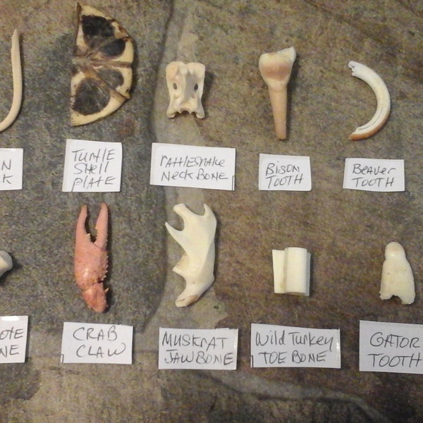 Bone Reading Set - Etsy