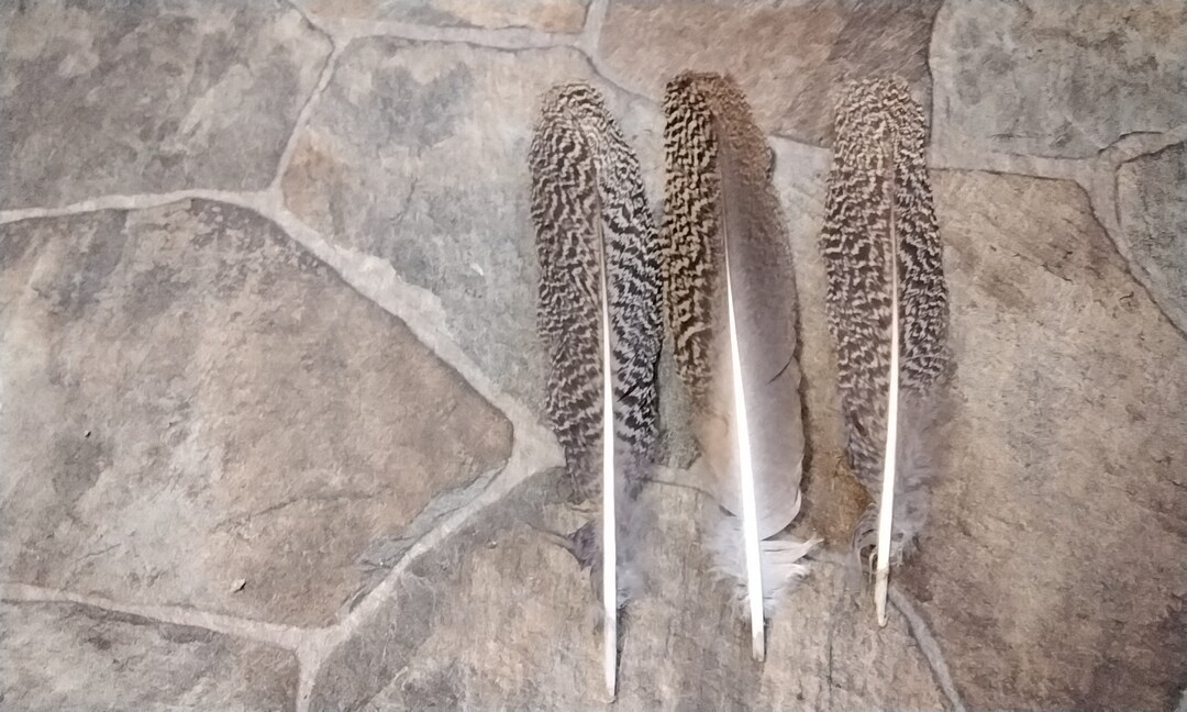 Peacock Mottled Female Wing Feather for 1 Farm Raised in Mn. - Etsy