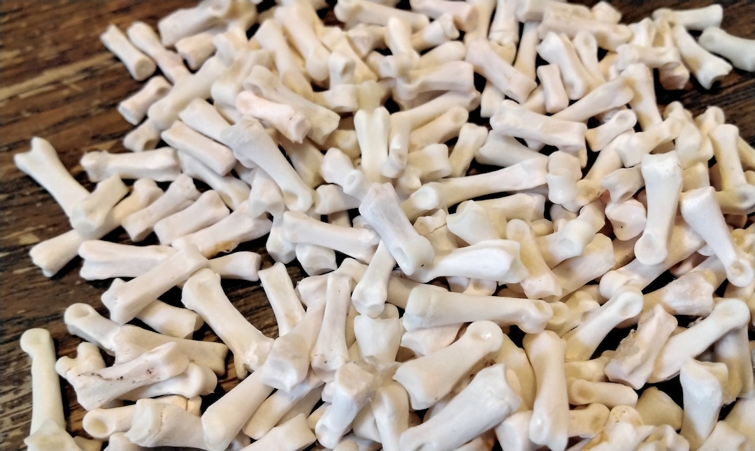 Rabbit Foot Bones for 5 Short Metatarsal Foot Bones From Mn. - Etsy
