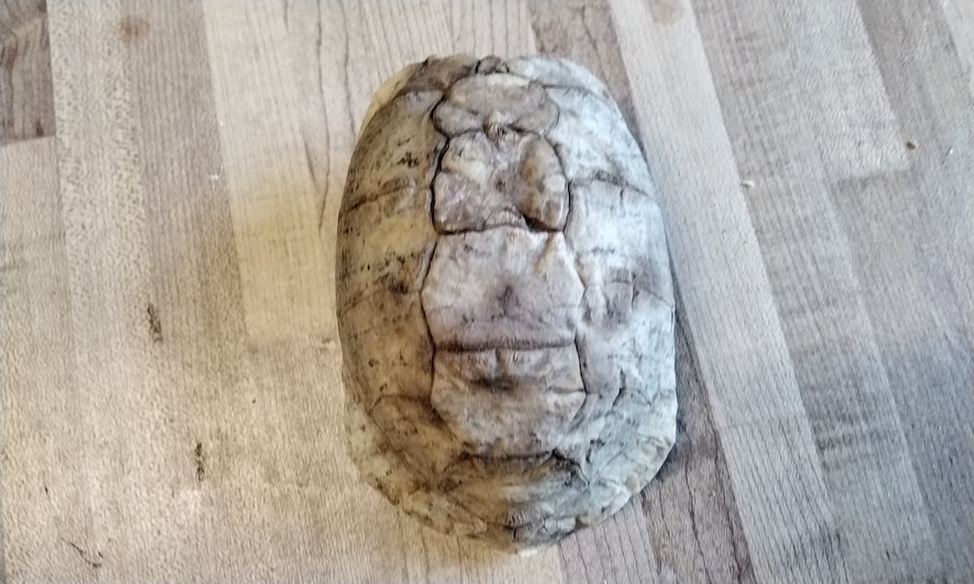 Turtle Shell Complete 4 X 2 3/4 Size Lot ATS3 - Etsy