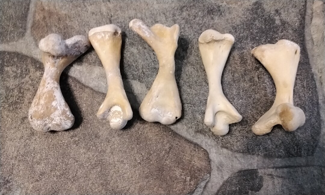 Turtle Leg Bone for 1 Natural Large Common Snapping Turtle Leg Femur ...