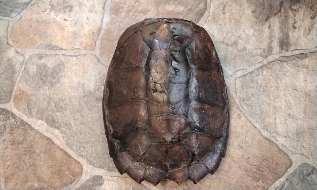 Turtle Shell Common Snapping Turtle Shell From Mn. USA 10 X 8 1/2 - Etsy