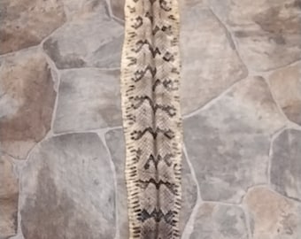 Timber Rattlesnake Shed - Etsy