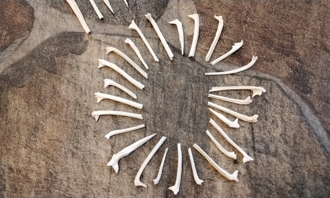 Alligator Gar Fish Rib Bones for 12 Med/sm Some Look Like Horse Heads ...