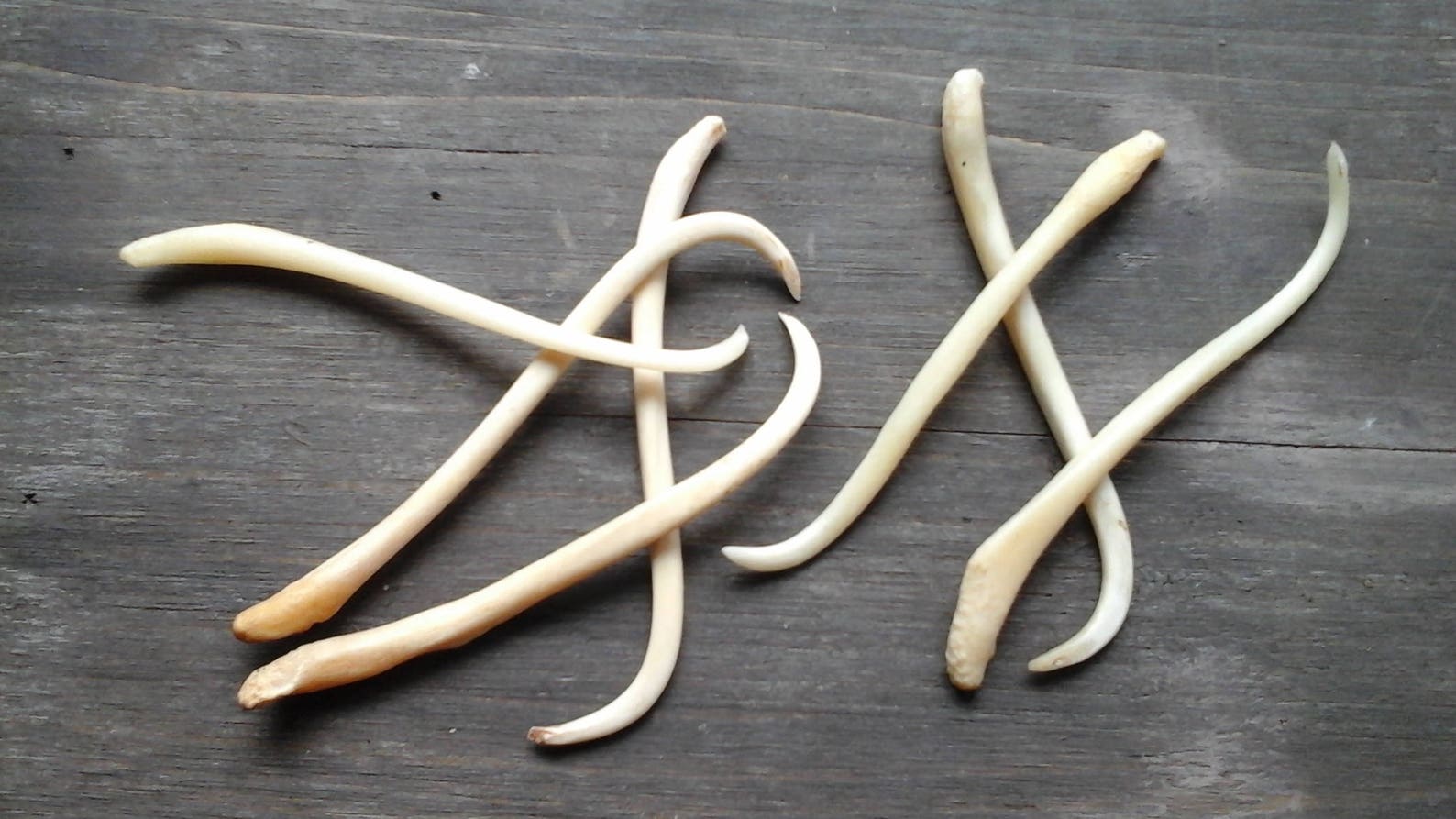 Coon Dick Toothpick for 1 Usable Raccoon Baculum Toothpick - Etsy