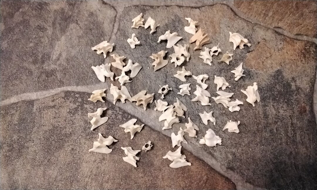 Mink Vertebrae Bones for 4 Lg/med From Mn.usa Lot Lg/med - Etsy