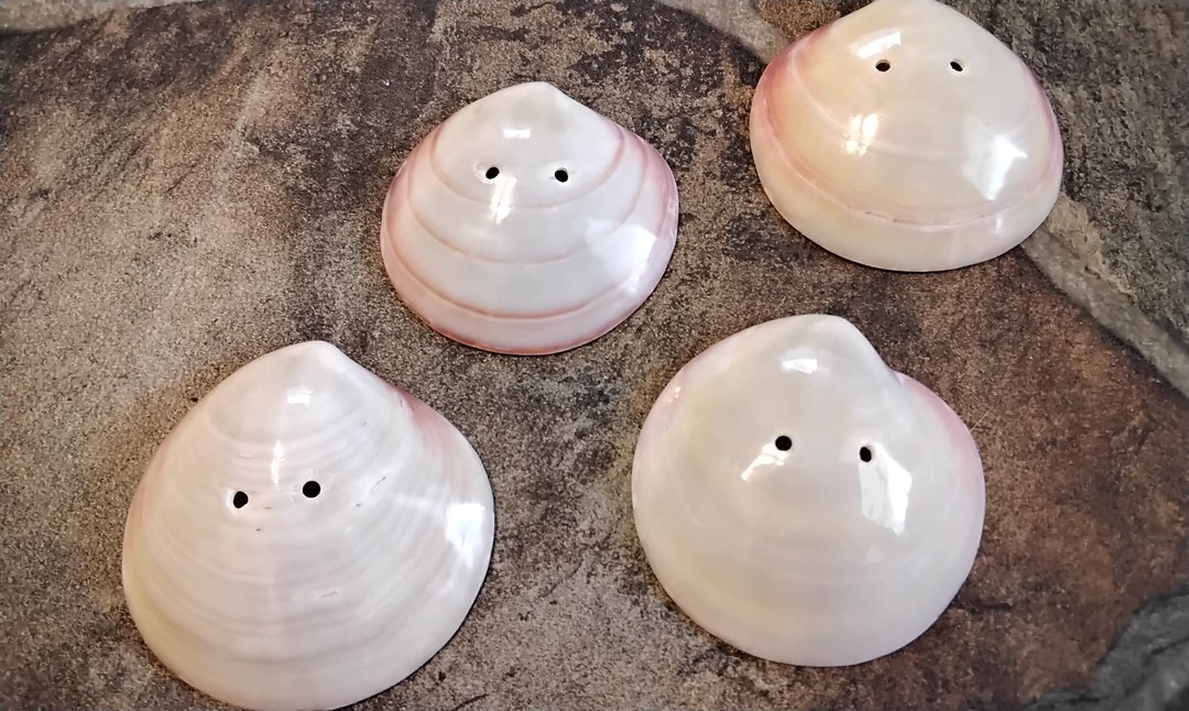 Pink Clam Shell Drilled for 1 - Etsy