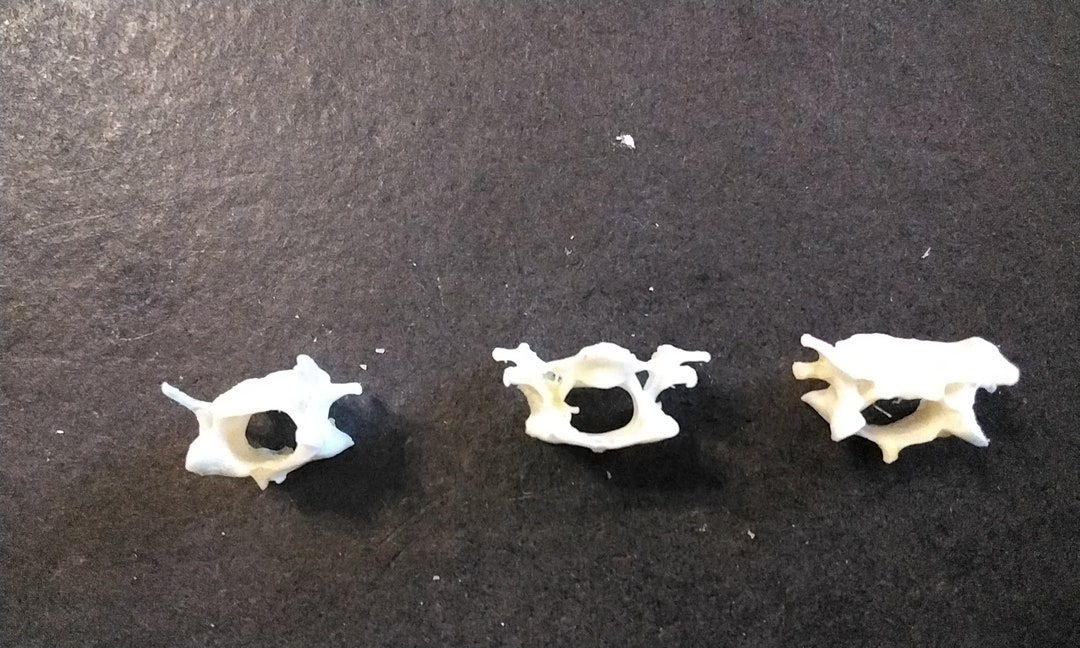 Rabbit Vertebrae Bones for 3 Happy Face Vertebrae Bones From Fla. Farm ...