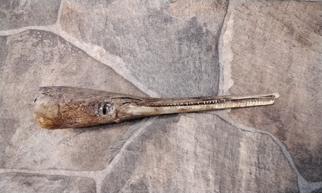 Gar Fish Head Open Mouth Large Gar Fish Head With Teeth Long Nose Gar ...