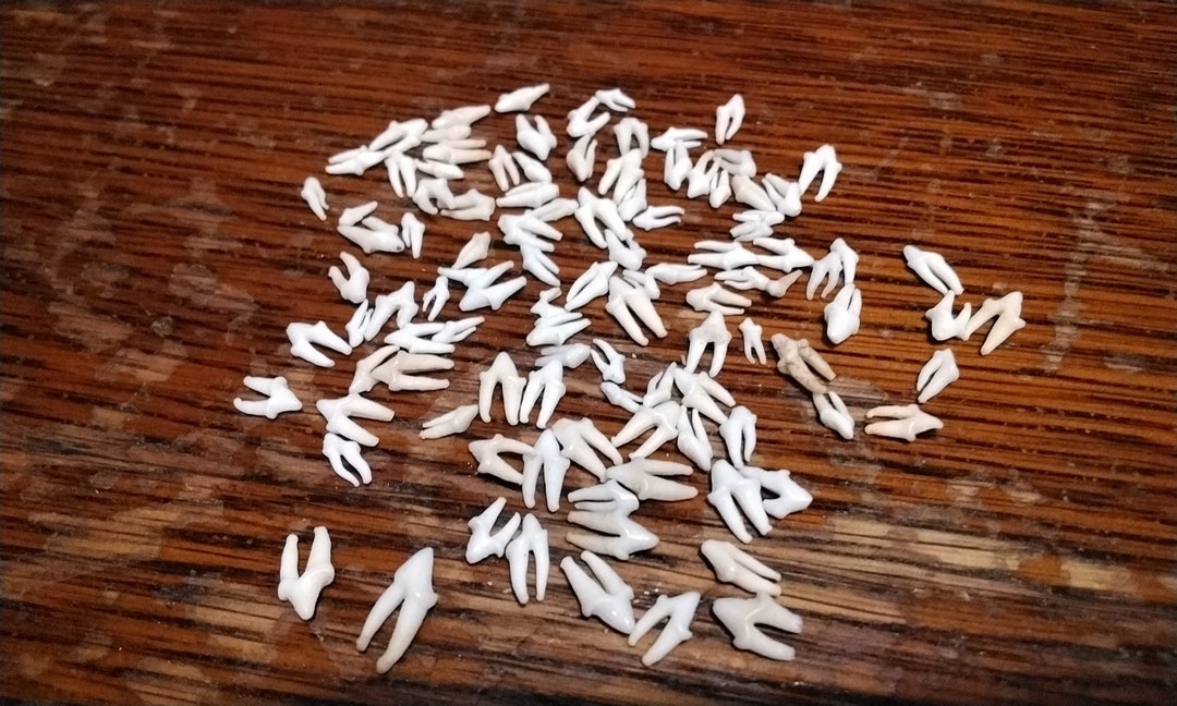 Mink Side Molar Tooth for 6 Mixed Sizes 2 Root Side Molar - Etsy