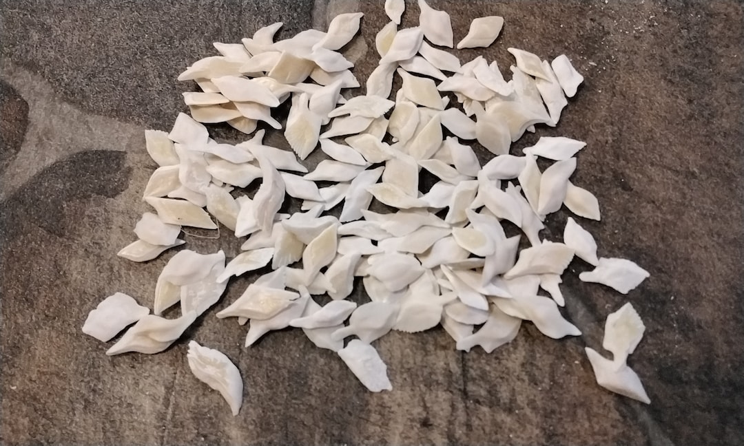 Alligator Gar Fish Scales for 24 Med. Size From USA 1/2 3/4 - Etsy