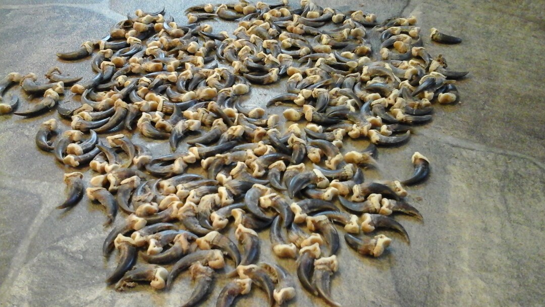 Coyote Claw for 4 Large/med From USA Lot 1 - Etsy New Zealand