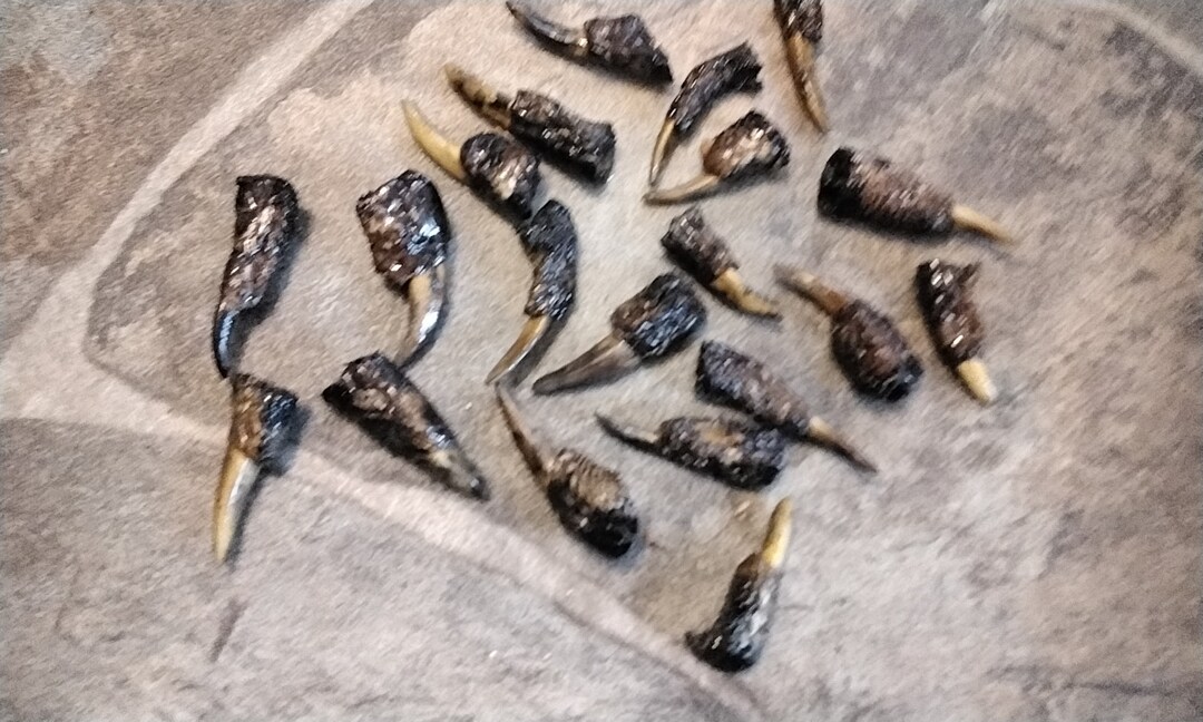 Alligator Toe for 2 Small From Fla USA Lot Small - Etsy