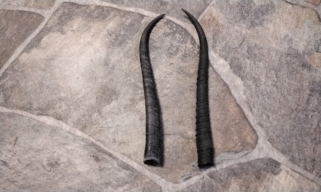Springbok Horn Set Lot 8 3/8 8 1/2 - Etsy