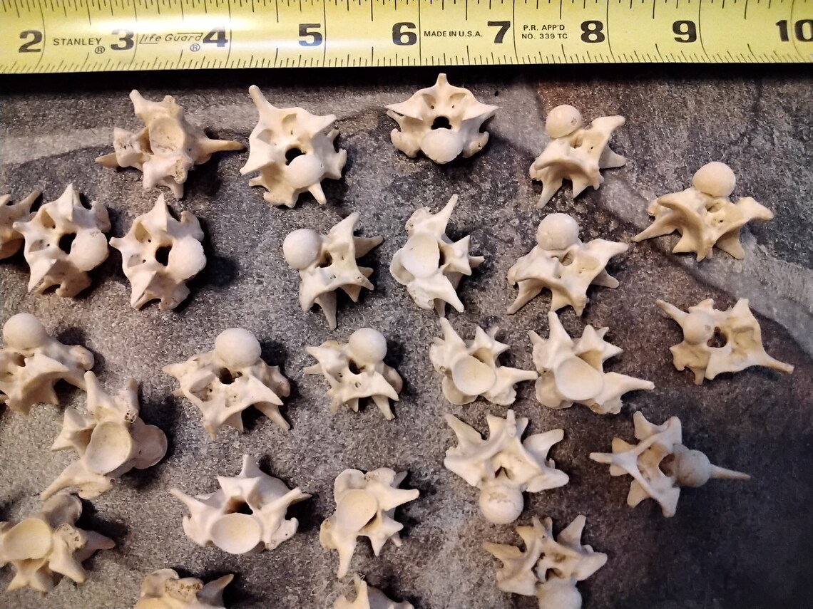Python Vertebrae Bones For 3 Huge Wild From Florida USA | Etsy