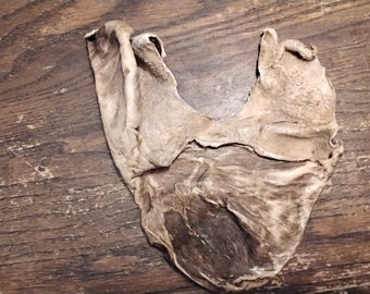 Buffalo Scrotum | Etsy