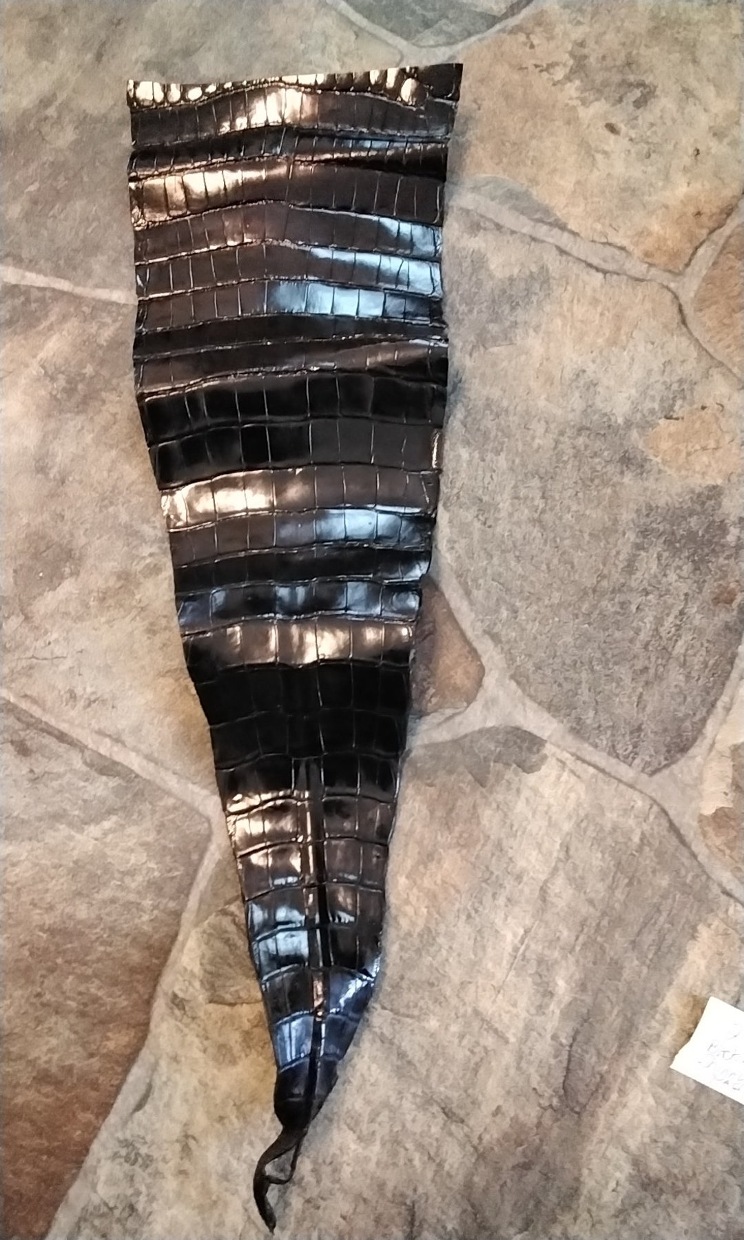 Alligator Tail Piece High Gloss Black From Fla. USA 20 X 6 - Etsy