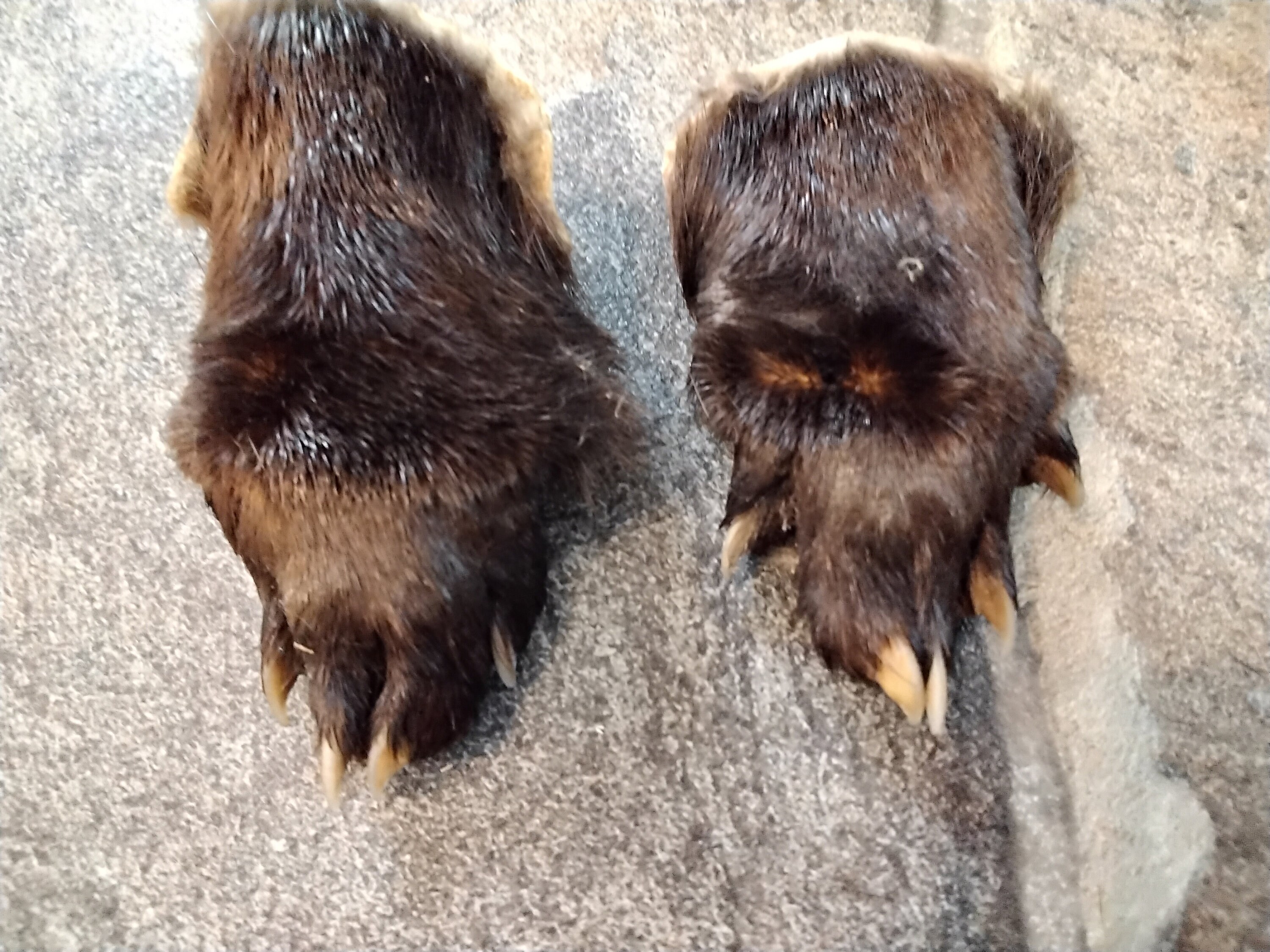 Otter Foot For 2 Front Tanned Feet with nice claws | Etsy