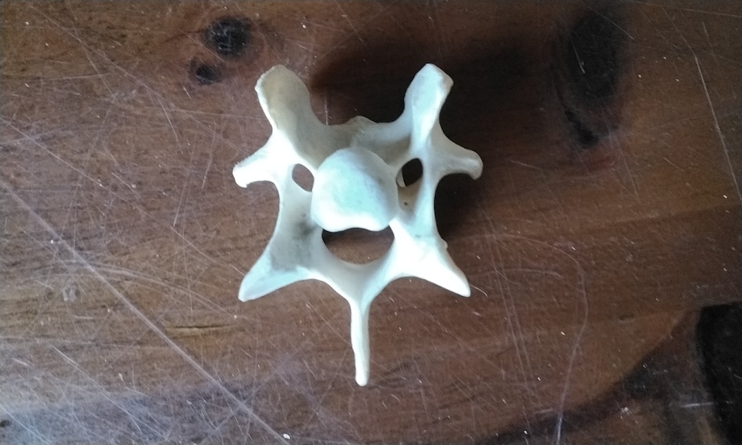 Coyote Vertebrae Bone for 1 Happy Face Vertebrae Bone - Etsy