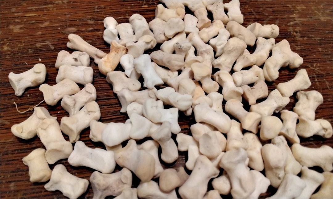 Deer Dew Claw Knuckle Bones for 8 Lot Knuckle Bones - Etsy