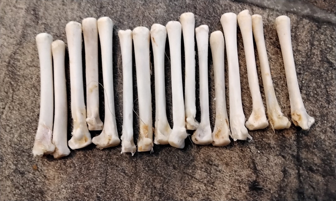 Rabbit Upper Forearm Bones for 3 Radius Bones From Mn USA - Etsy