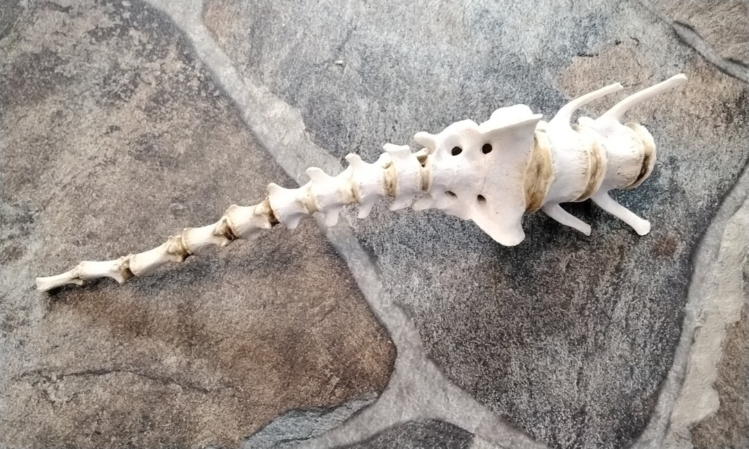 Coyote Articulated Tail Vertebrae Bone Complete - Etsy