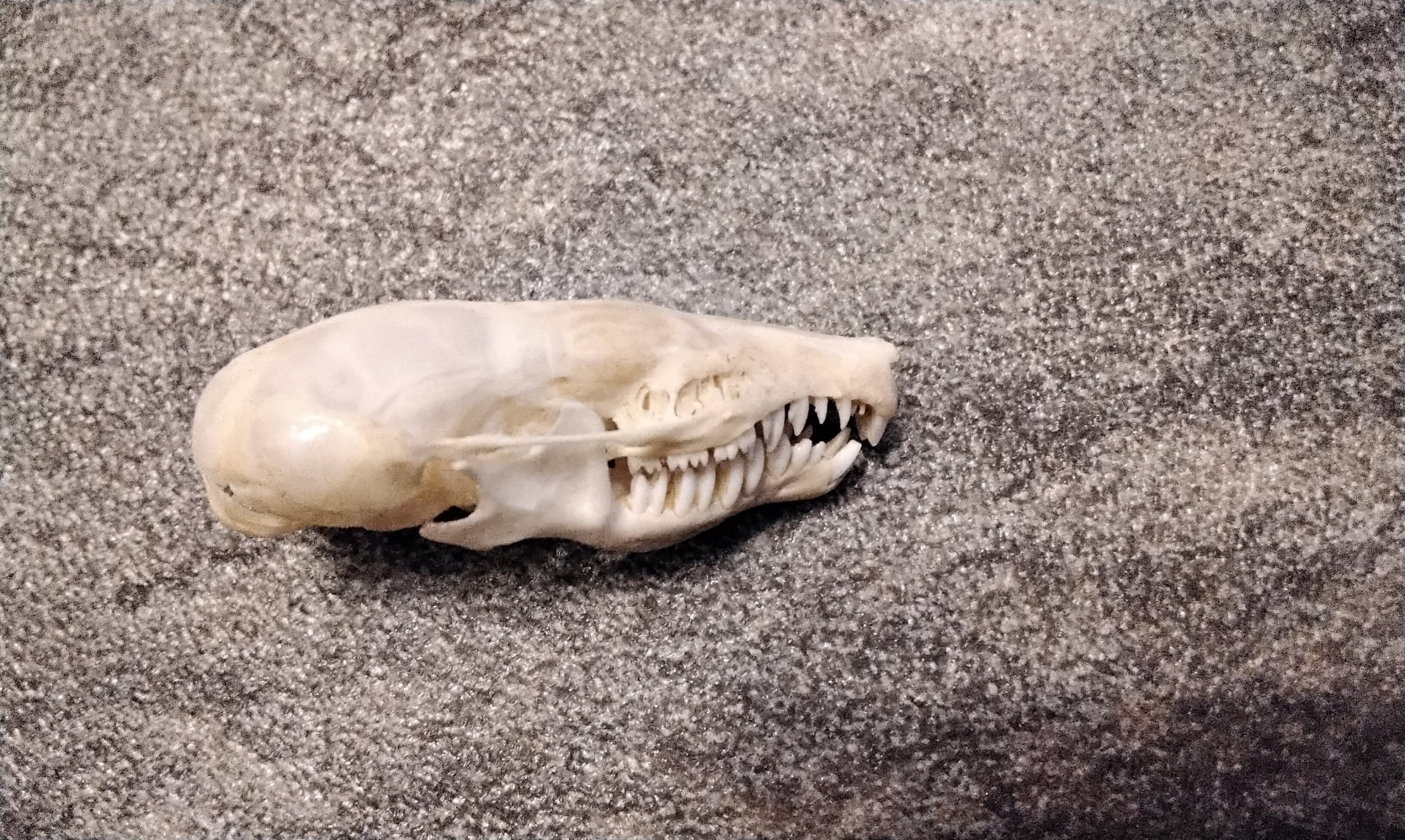 Mole Skull